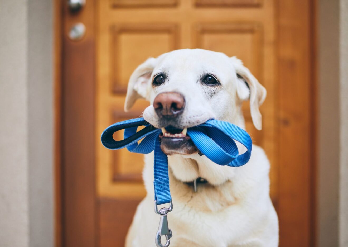 Onze paarden, kippen, geiten, duiven, cavia's, konijnen kunnen niet zonder jouw hulp ...